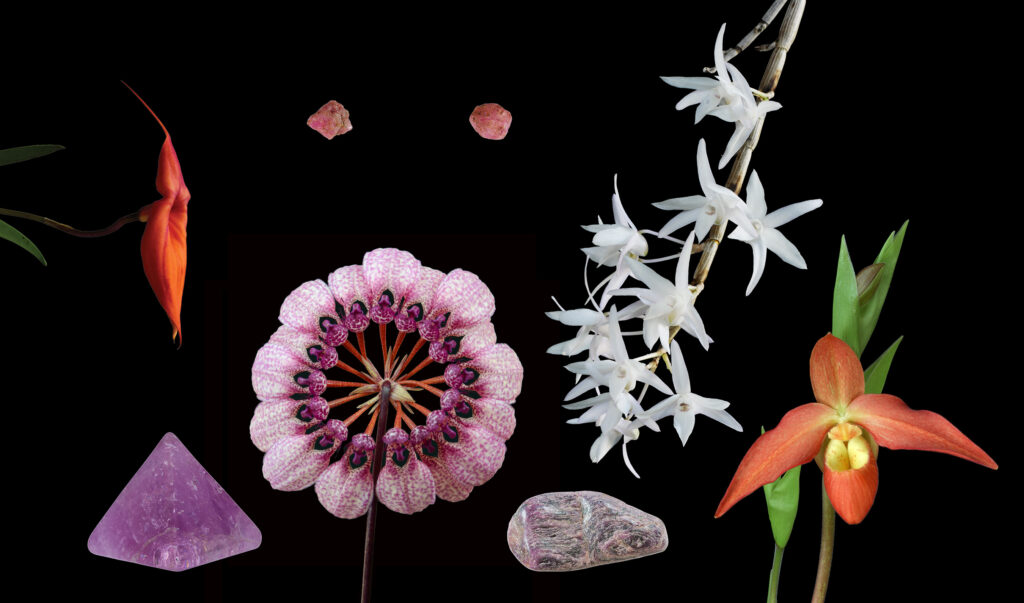 Orchid Notes（オーキッドノート） | リビングトゥリーオーキッドエッセンスのブログ