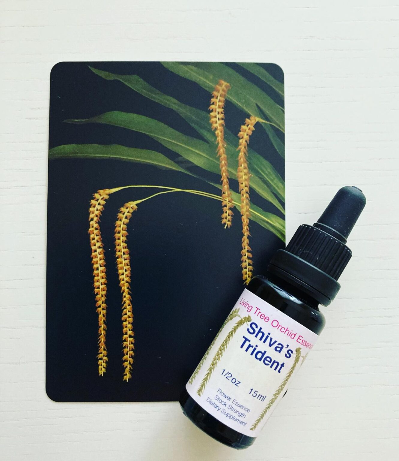 Orchid Notes（オーキッドノート） | リビングトゥリーオーキッドエッセンスのブログ